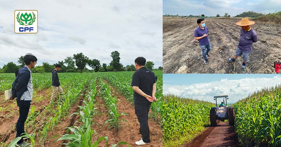 CP Foods Advances Efforts to Combat Haze and PM 2.5 Dust in its Corn ...