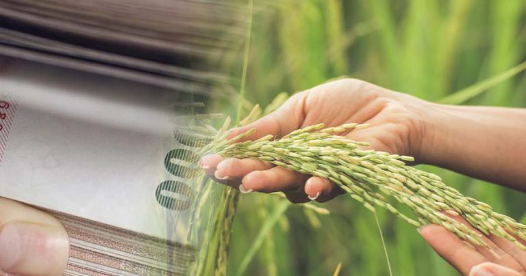 Thailand Unveils THB38 Billion Plan to Support Rice Farmers - KAOHOON ...